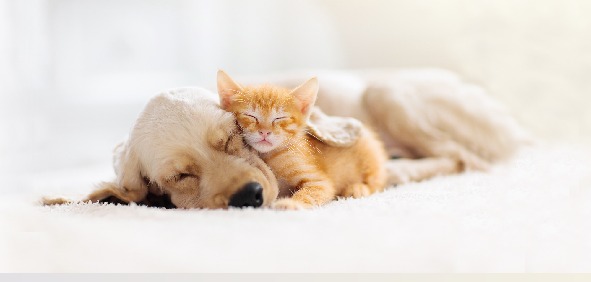 MCR | Dog and cat microchip registration system site